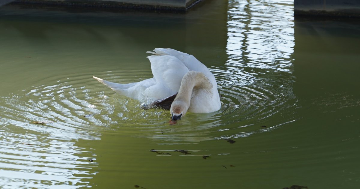 Dunav mu došao skoro do vrata, doplivali i labudovi da ih nahrani ...
