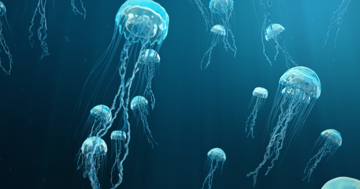 Briljantnost bez mozga: Zapanjujuća sposobnost učenja kod meduza ...