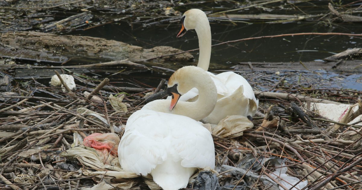 Ljubav dva labuda u smeću - Telegraf.rs