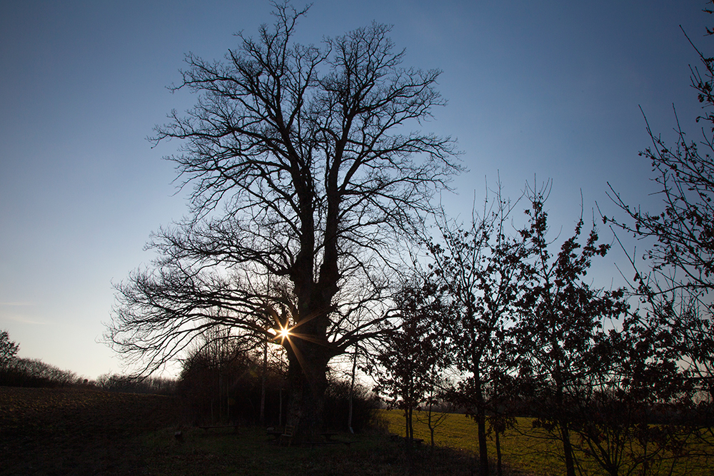 Mystery of the Dragacevo village of Tijanje: Many think that the oak in ...