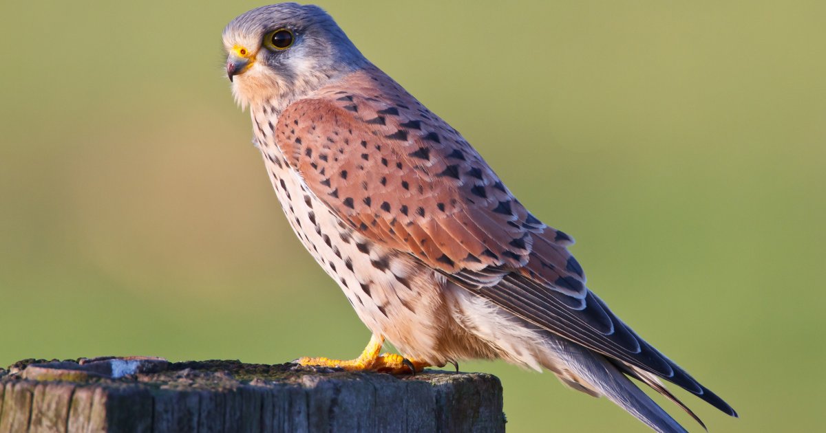 Soko se ugnezdio u soliteru, stanari iznenađeni: "Nikla ptica u suvoj ...