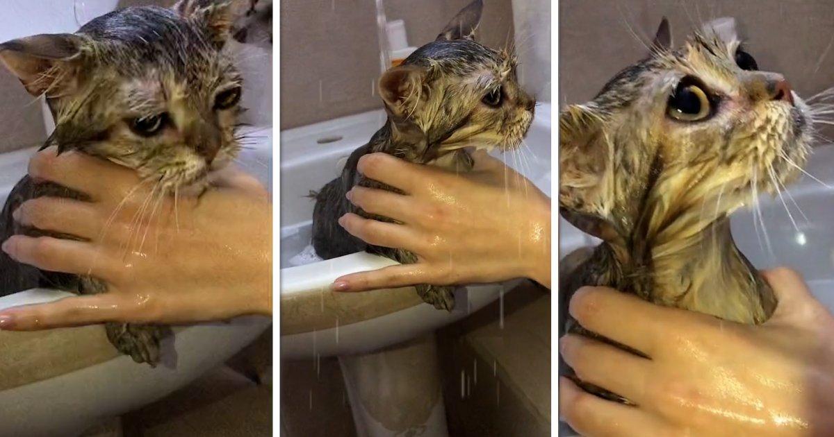 Šta sve mora jedno mače da istrpi zbog lepote: Vlasnici ga okupali i ...