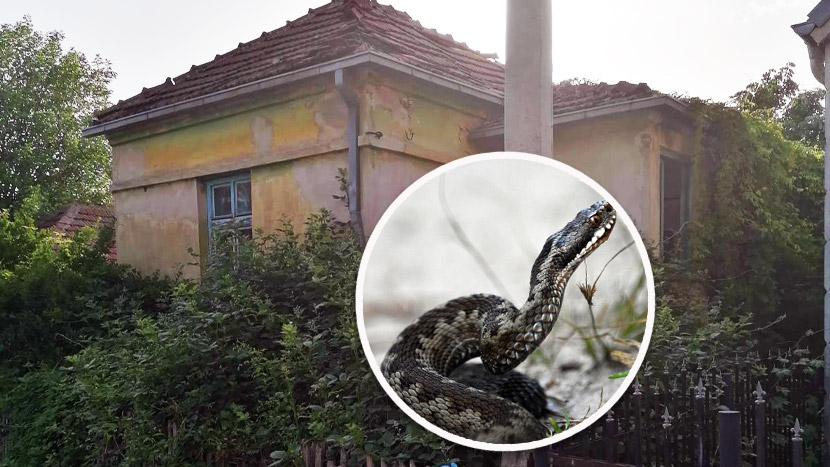 Komšinica žene koju je ujela zmija u Čačku: Pored nas je kuća strave, u ...
