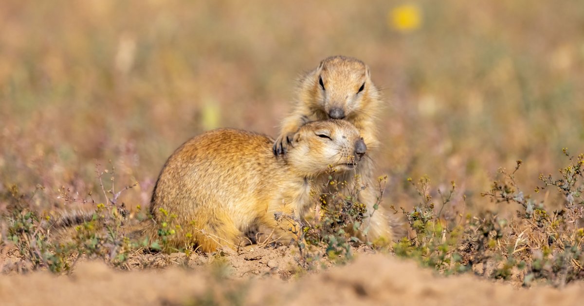 Ovo nisu leteće veverice, nisu ni one koje se veru po drveću, ali i ...