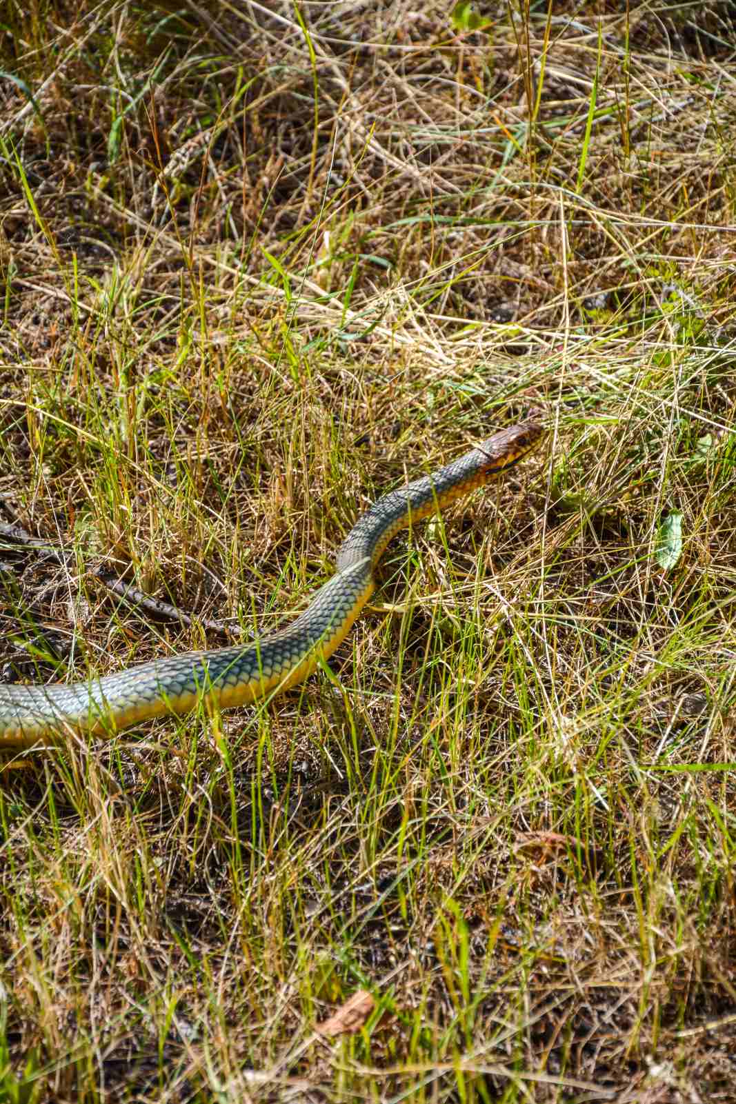 Kako prepoznati otrovnicu od neotrovne zmije - Telegraf.rs