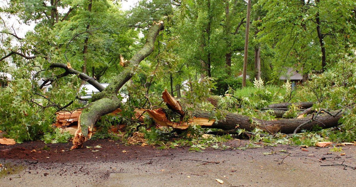 Trees snapped like toothpicks - Telegraf.rs