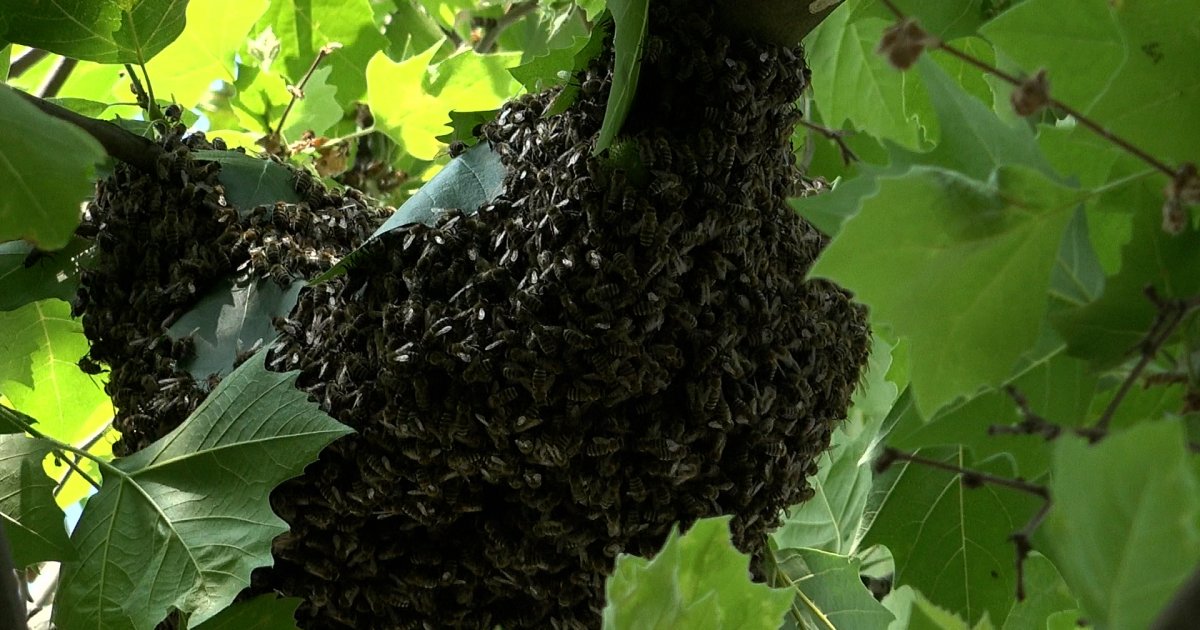 Pčele napravile roj na drvetu usred Novog Beograda, građani iznenađeni ...