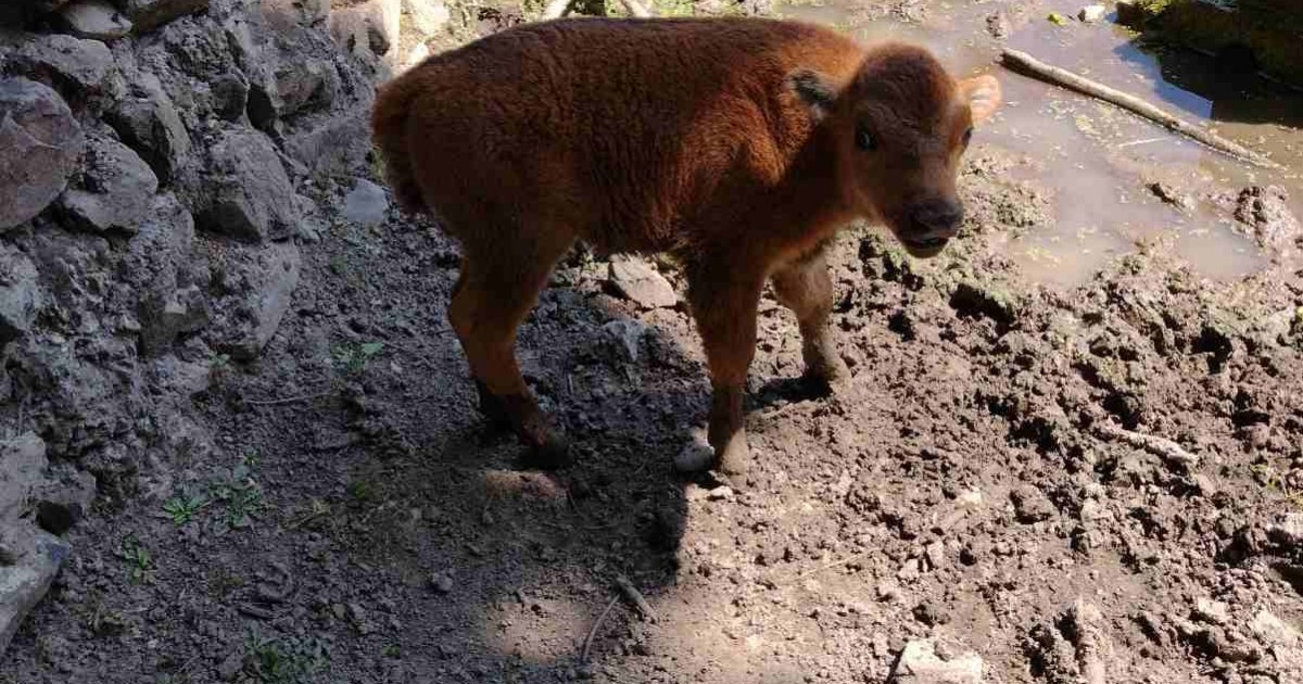 Rodila se beba Zola: Ne odvaja se od mame Bore, koja je skriva od ...