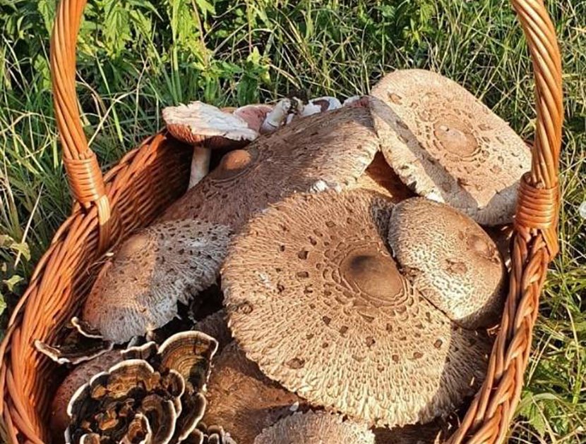 Kako prepoznati otrovnu pečurku i kako reagovati ukoliko je konzumirate ...