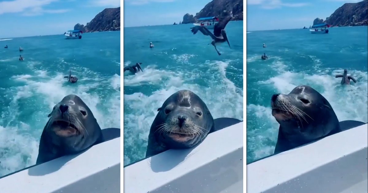 Foka objasnila: Da li i vaši planovi za vikend izgledaju ovako ...