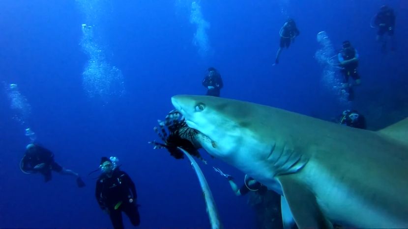 Ajkula napala čoveka dok je ronio i lovio ribu: Jedna stvar mu je spasila život - Telegraf.rs