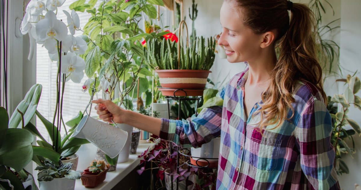 Domaći rastvor od kvasca za cveće - Telegraf.rs