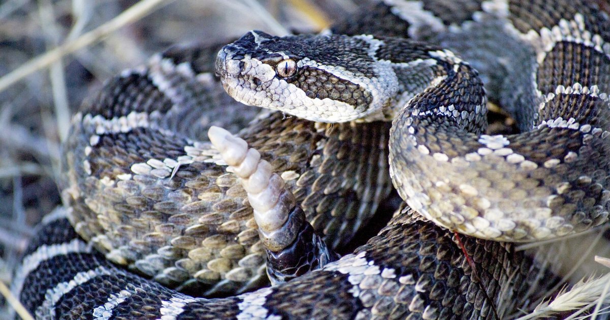 Zvečarka progutala miša sa mišolovkom - Telegraf.rs