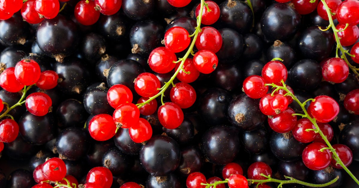 Moćne bobice crvene i crne ribizle: Voće koje osvežava letnje dane ...