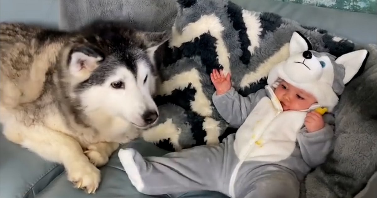 Haski krade hranu od bebe, pa se pravi blesav: Neodoljivi snimak ...