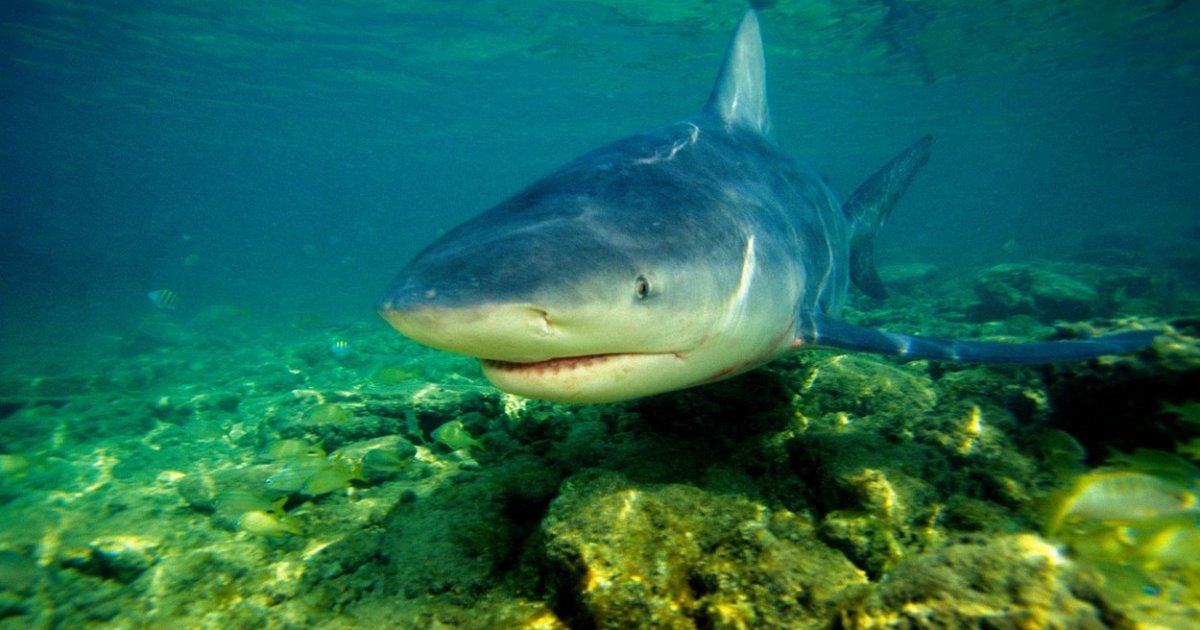 Turistu (64) napala ajkula dok je plivao na 10 metara od obale: Ostao bez ruke i noge - Vesti ...