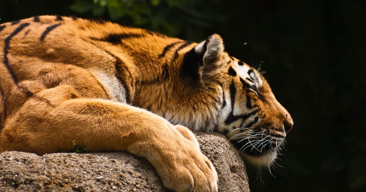 Eutanaziran tigar koji je povredio čoveka u Južnoj Africi: "Nikada nije ...