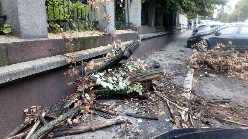 Na parkingu u centru Beograda pronašli smo sručeno granje: Kada je palo ...
