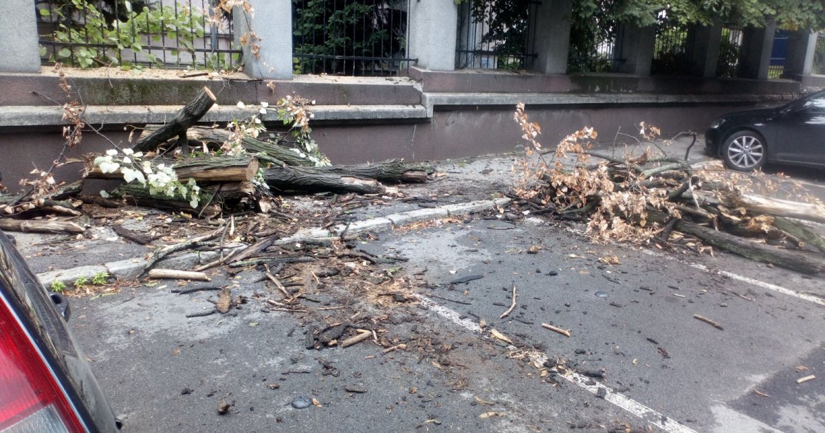 Na parkingu u centru Beograda pronašli smo sručeno granje: Kada je palo ...