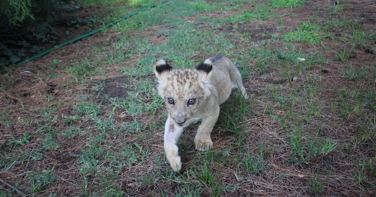 We find out where "seized" lion cub is and how he's doing: He has 3 ...