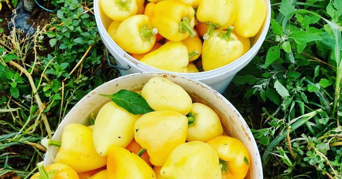 Paprika u dolini Lima rodila kao nikad pre, a ovo je trenutna cena po ...