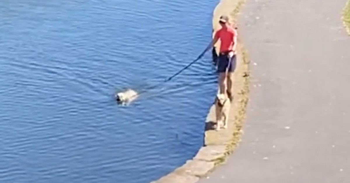 Najčudnija šetnja pasa na svetu: Dok jedan pored vlasnice hoda, drugi ...