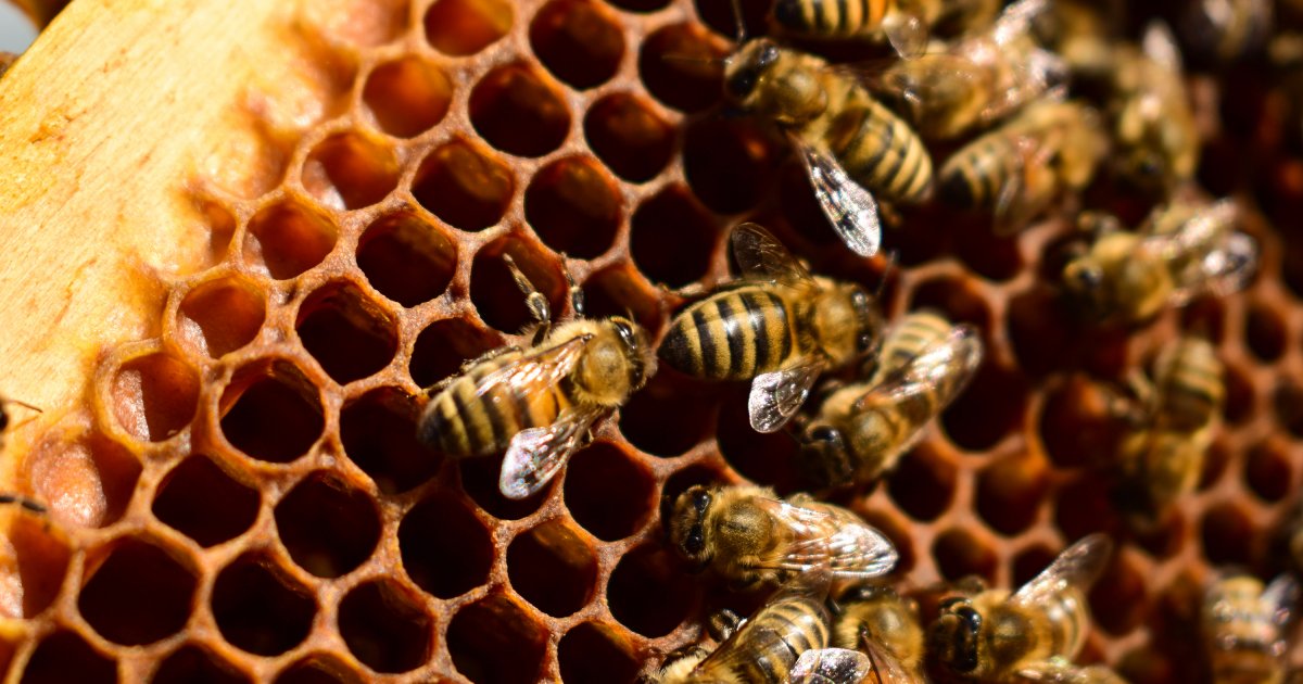 Nedeljko je zatekao savršenu građevinu na grani: Roj pčela nastanio se ...