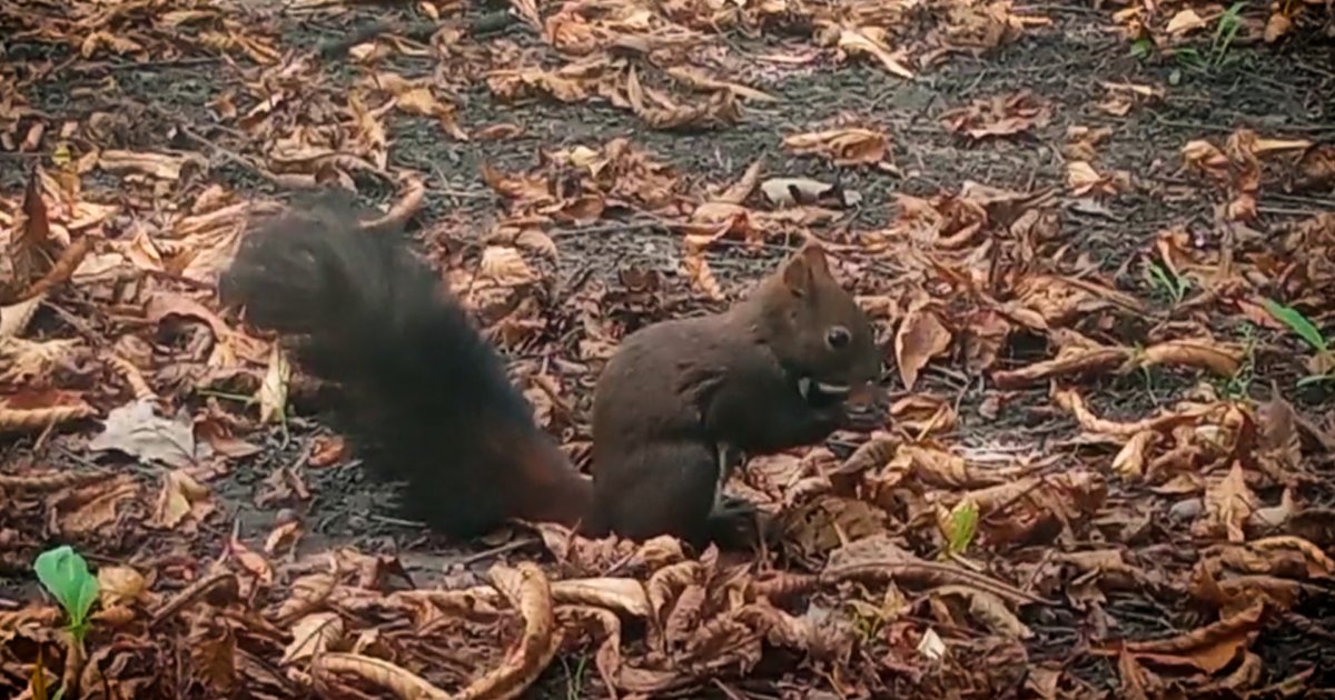 Veverica pozirala pred našim kamerama: Pokazala nam je kako sakuplja ...