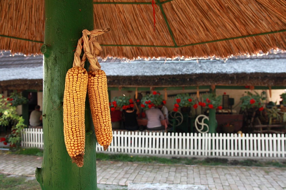 Trska, sibirski brest i rode – 3 zaštitna znaka Belog Blata: Etno-raj ...