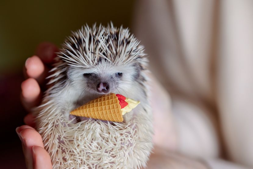 Igračke za pigmejskog afričkog ježa: Predlozi “hand made” zanimacija za ...