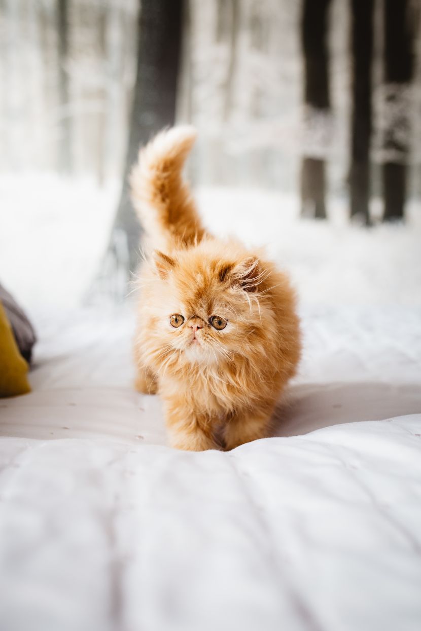 10 rasa mačaka koje se dobro slažu sa decom - Ljubimci Telegraf