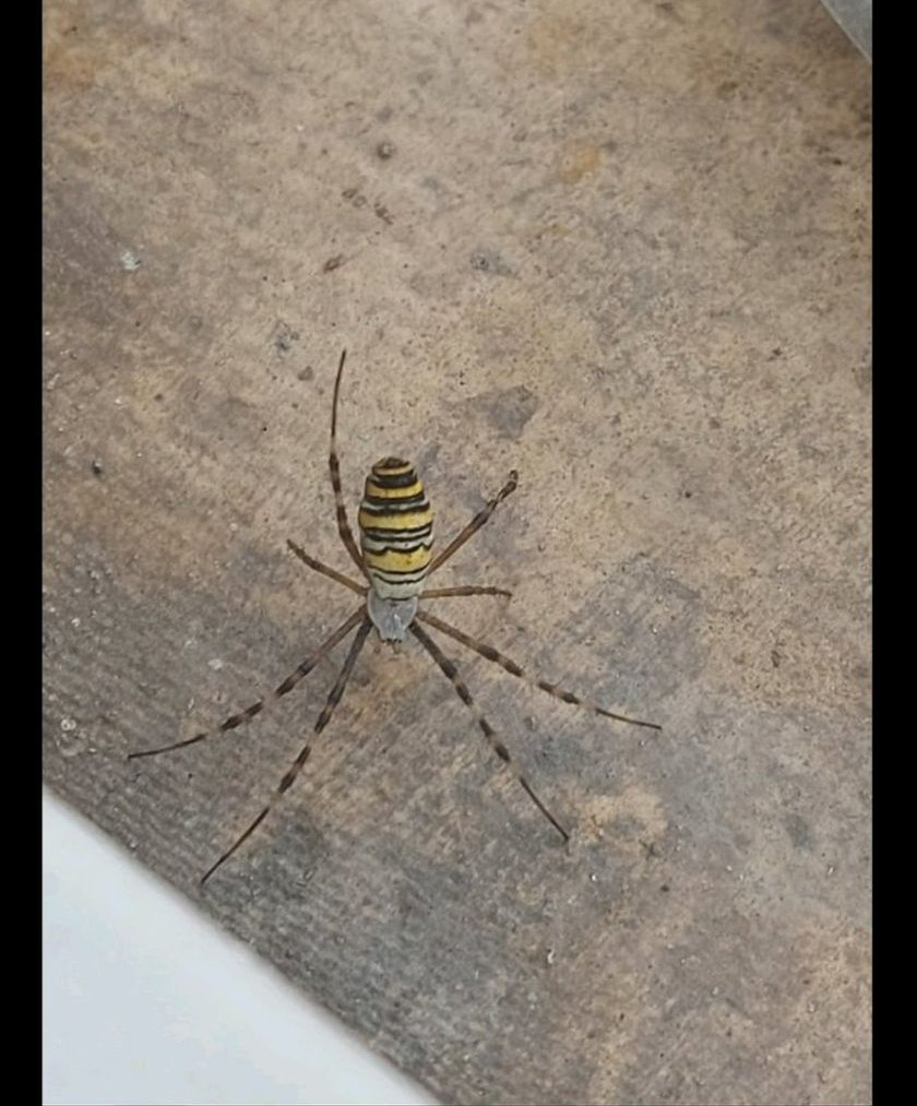 Pauk-osa ponovo viđen u Srbiji, uslikan u Čeneju: "Deci nije bilo ...