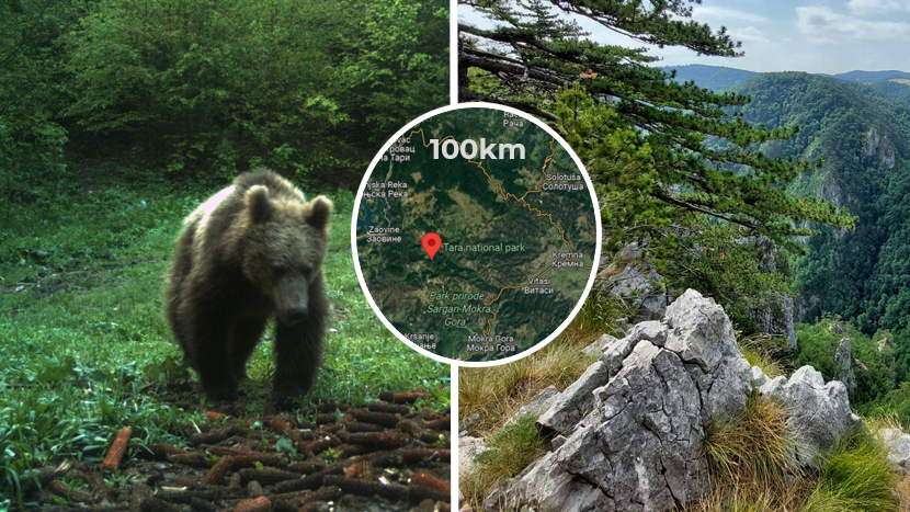 Medvedi s Tare mogu upasti u ovih 29 mesta: Prelaze čak 100 kilometara ...