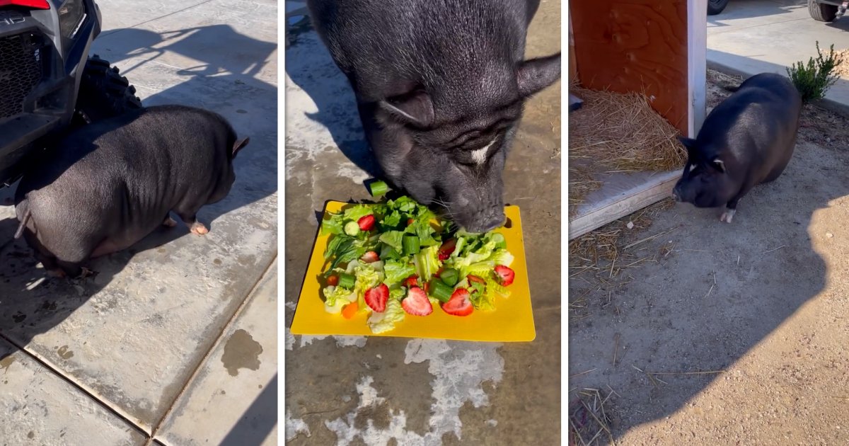 Pola prasica, pola kraljica: Krmača Klaudija živi kao Boginja ...