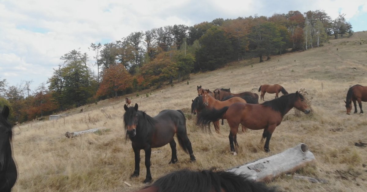 Ovi divlji lepotani su jedini stanovnici planine Stolovi u Srbiji ...