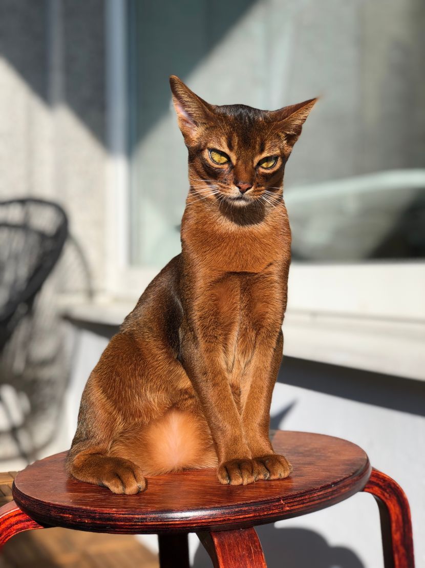 5 egipatskih rasa mačaka - Ljubimci Telegraf