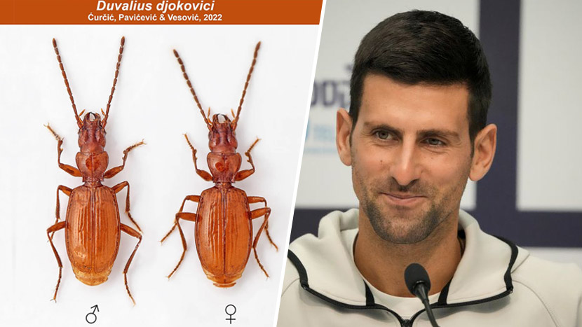 U Srbiji pronađena nova vrsta bube, dobila ime po Novaku Đokoviću: Dele ...