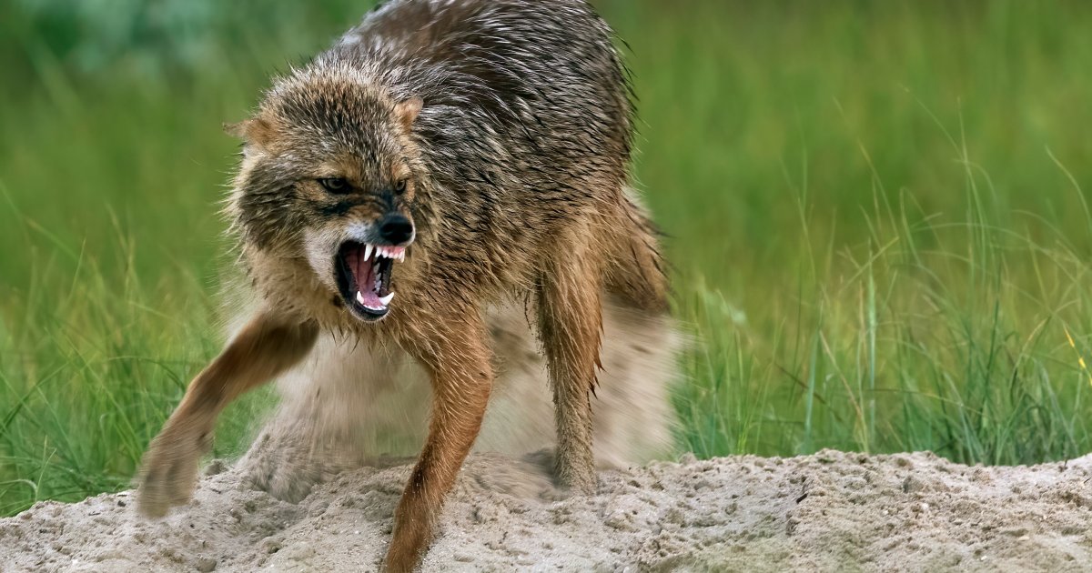 Šakali u Srbiji sve brojniji i opasniji: Evo čime se hrane, poznato i ...