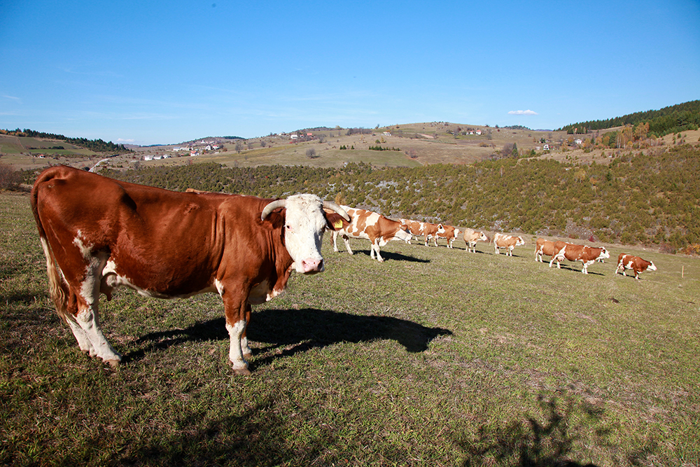 Jesenja idila u Bukoviku: Iz sela kod Nove Varoši stiže najbolji ...