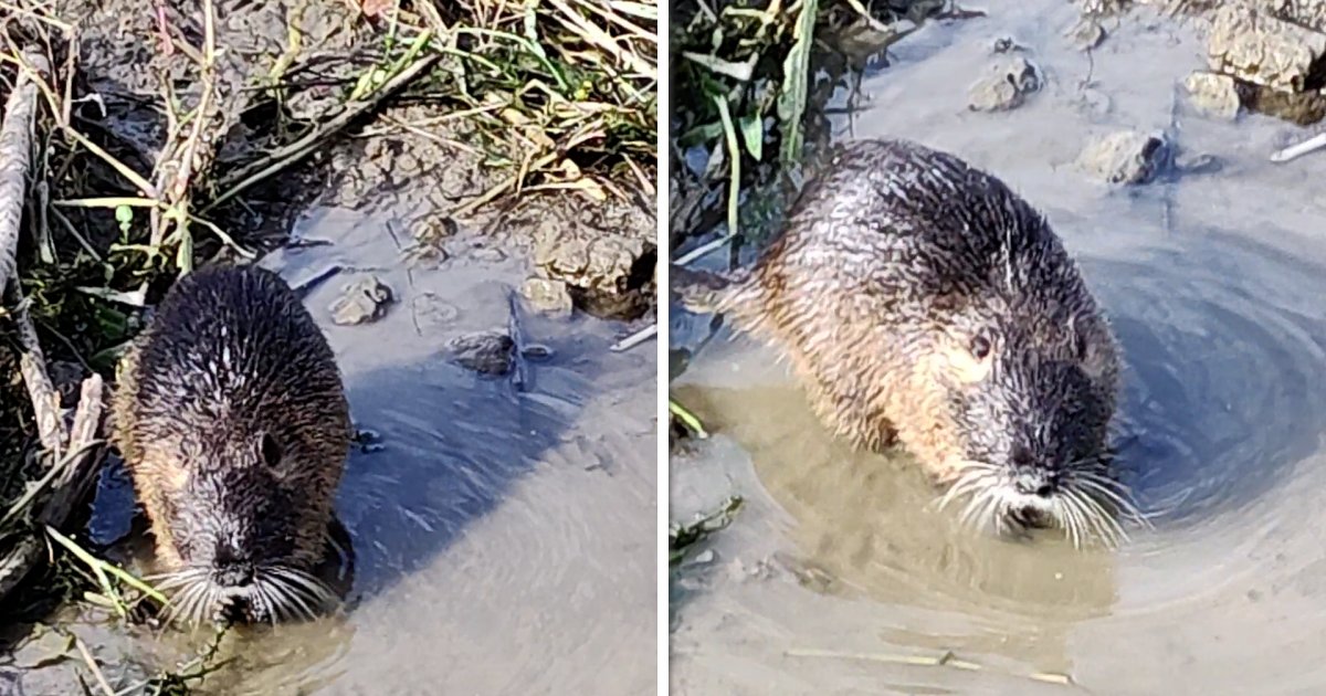 Usnimili smo porodicu nutrija na Savi: Dok se jedni brčkaju, drugi su ...