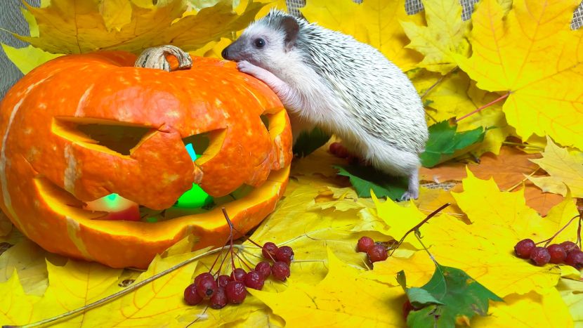 Bundeva u jelovniku ježa - Ljubimci Telegraf