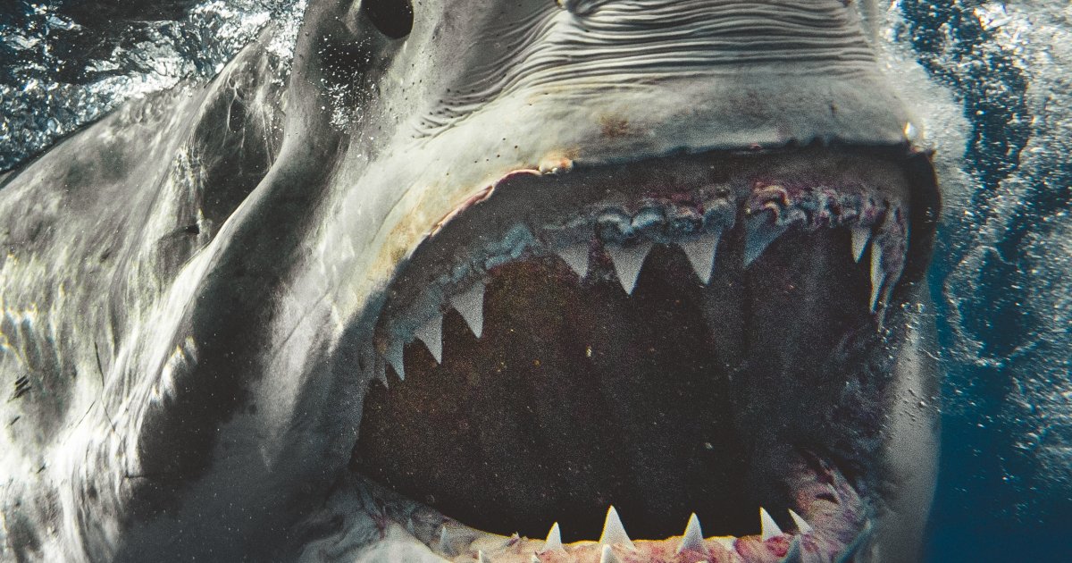 Kitovi ubice snimljeni kako love velike bele ajkule - Nauka Telegraf