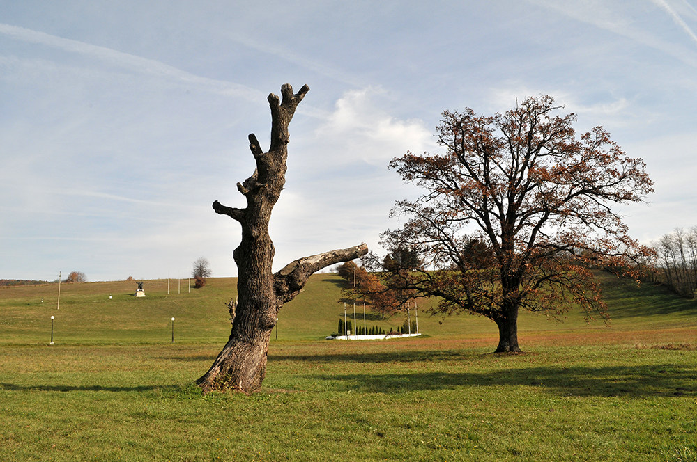 Takovski grmovi imali su poseban značaj u srpskoj istoriji - Ona.rs