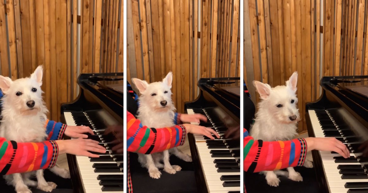 Pas sluša kako vlasnica svira - Ljubimci Telegraf