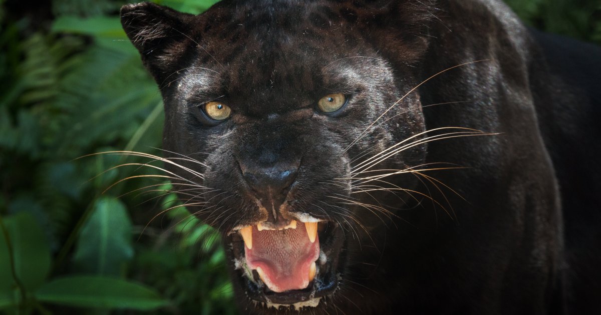 Kako da reagujete ako vidite crnog pantera - Telegraf.rs