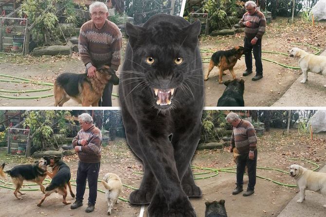 Psi čuvaju imanje od crnog pantera - Telegraf.rs