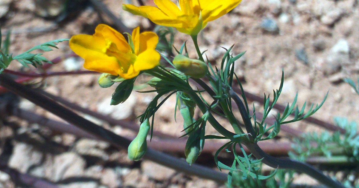 Stanište poljskog kukureka u Srbiji biće privremeno izmešteno - Telegraf.rs