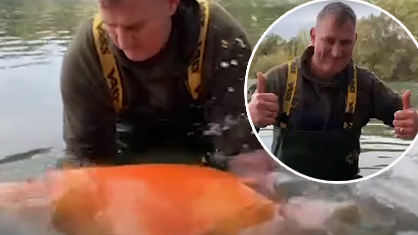 Upecana velika zlatna ribica - Telegraf.rs