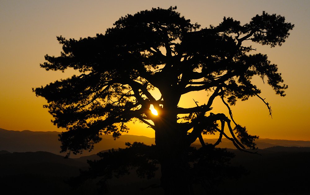 Sveti bor Kamena Gora - Ona.rs