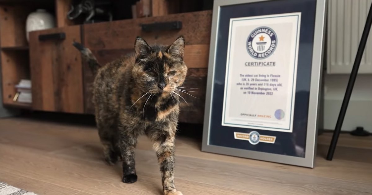 Najstarija mačka ima skoro 27 godina - Telegraf.rs